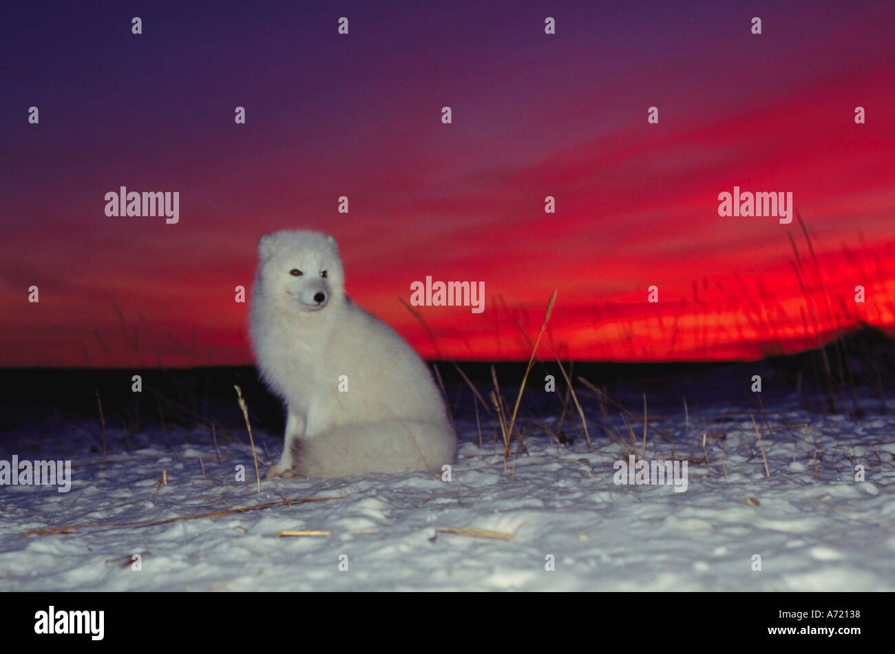 Arctic fox sunset orange hi-res stock photography and images - Alamy