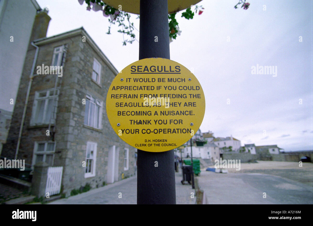 a seagull warning sign in st ives cornwall asking you to not feed the ...