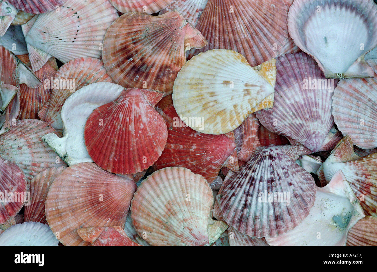 a collection of seashells on sale at a british seaside town in cornwall ...