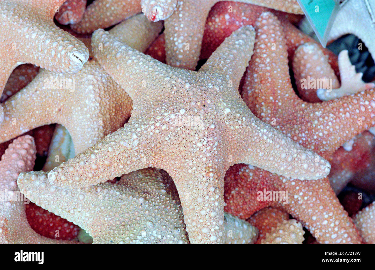 a collection of seashells on sale at a British seaside town in cornwall ...