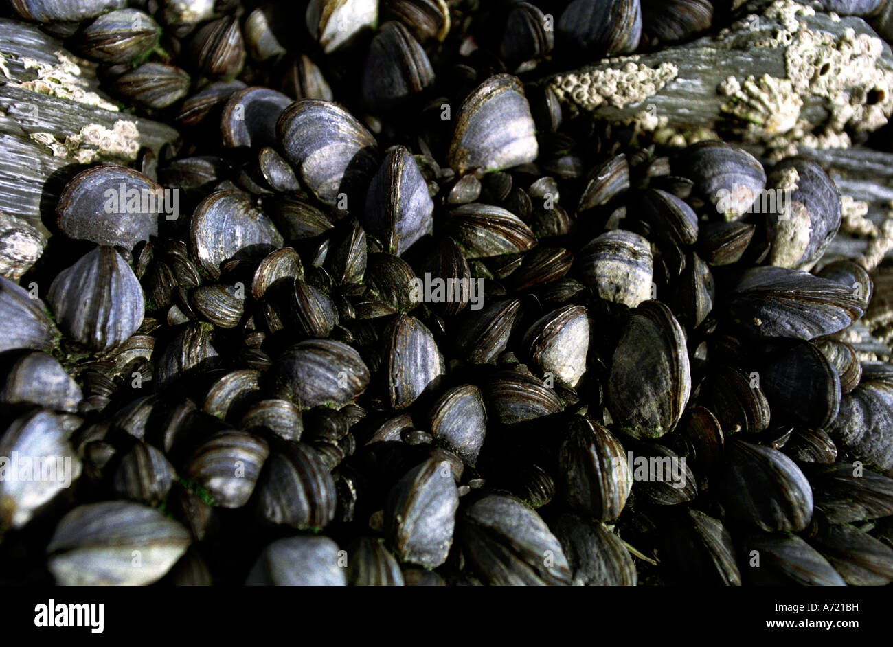 mussels on the beach in cornwall clinging onto the rocks Stock Photo ...