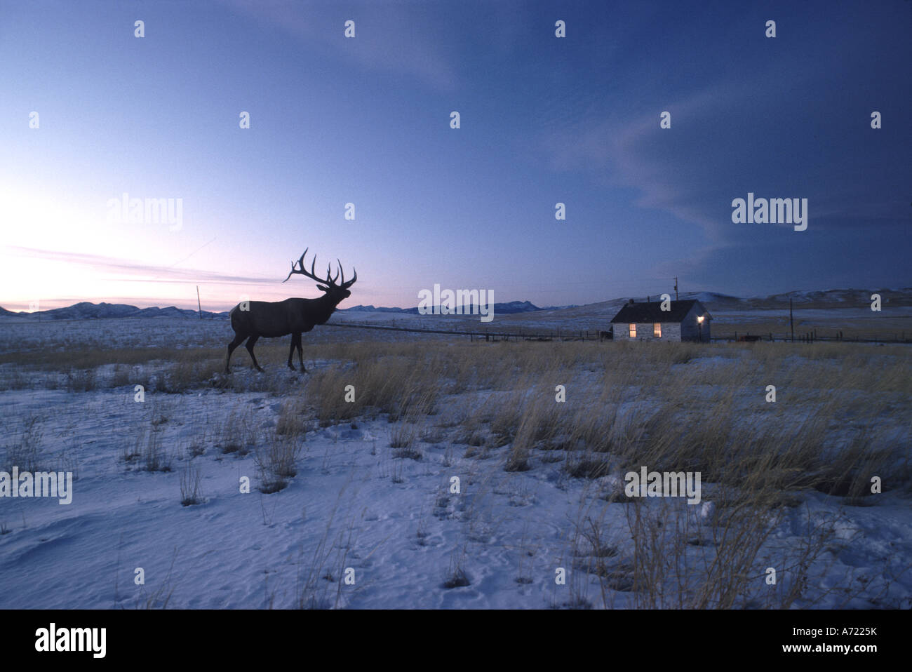 In a remote part of Montana, an elk can be seen staring at a lone cabin ...