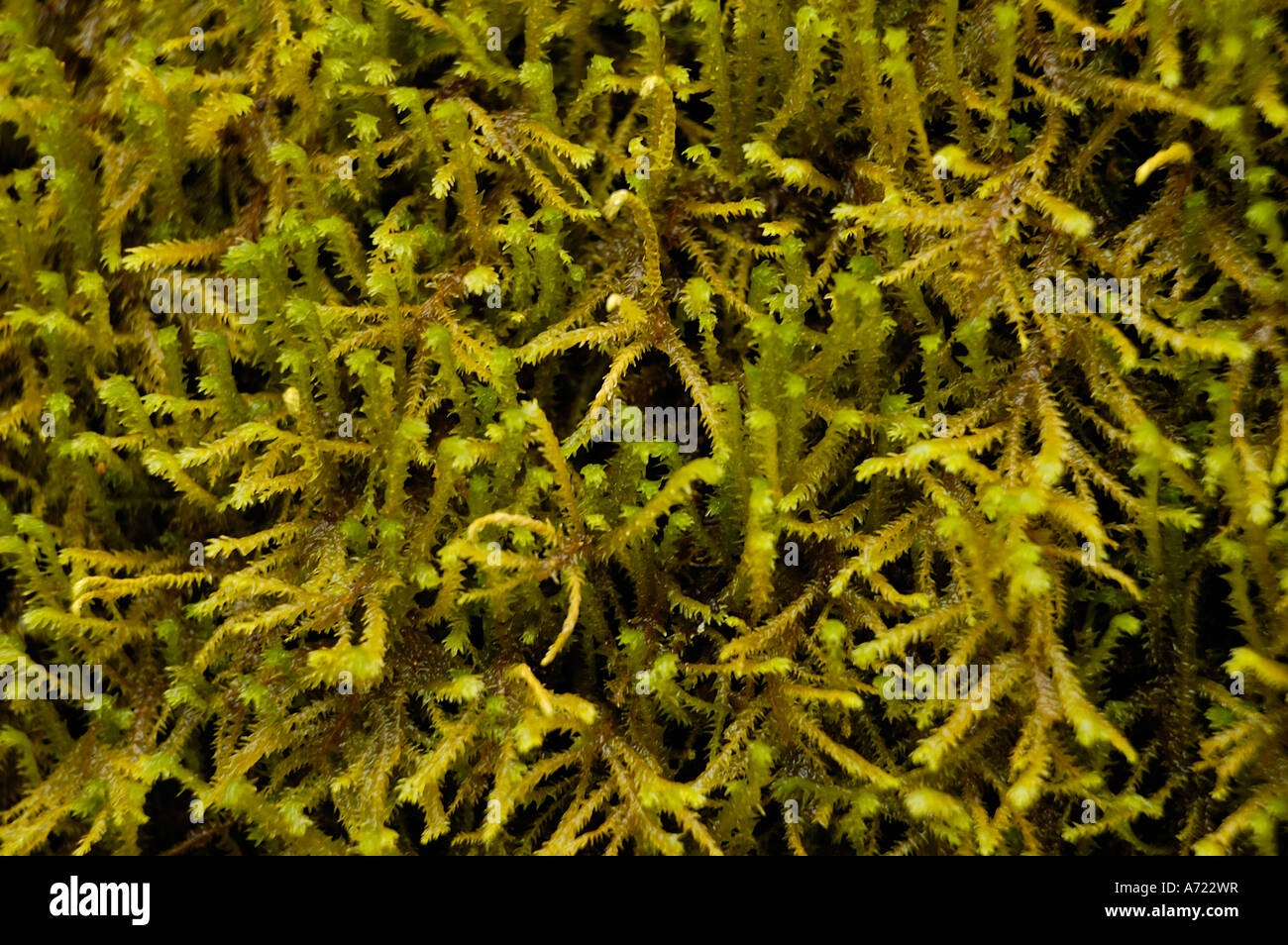 Closeup of Moss Stock Photo - Alamy