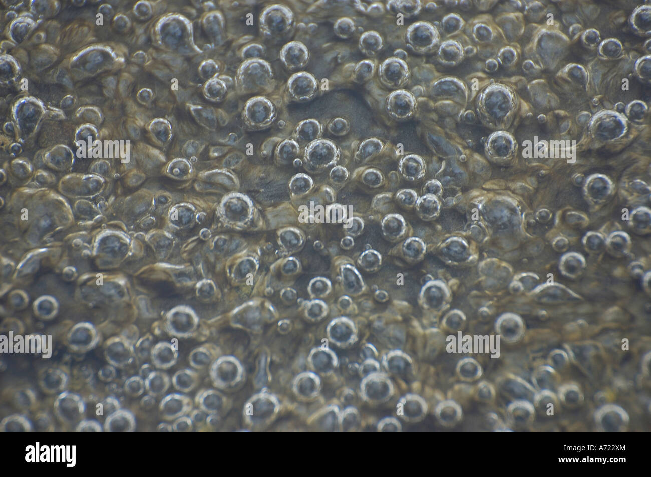 Frog eggs hi-res stock photography and images - Alamy