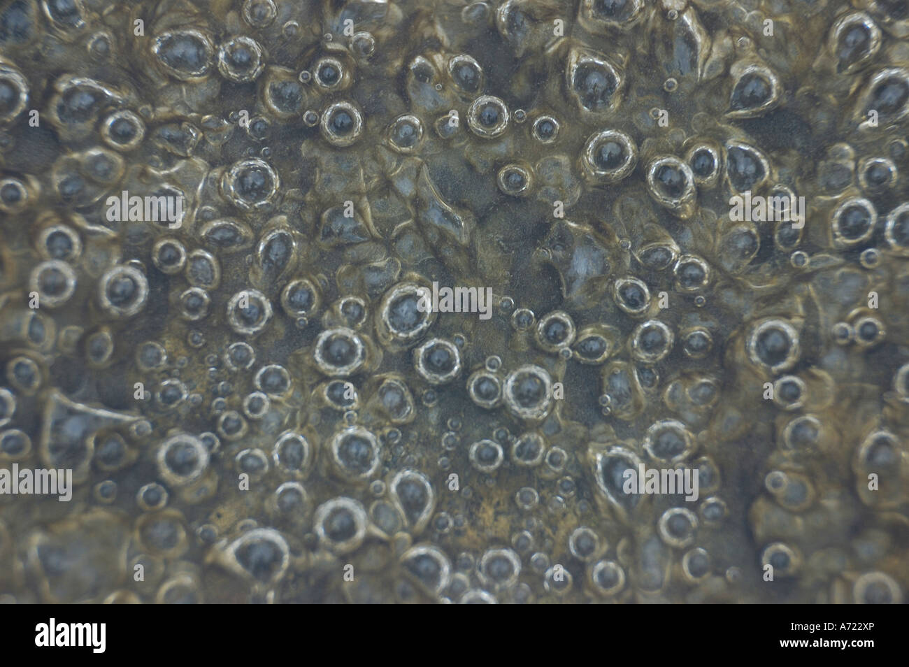 Frog eggs hi-res stock photography and images - Alamy