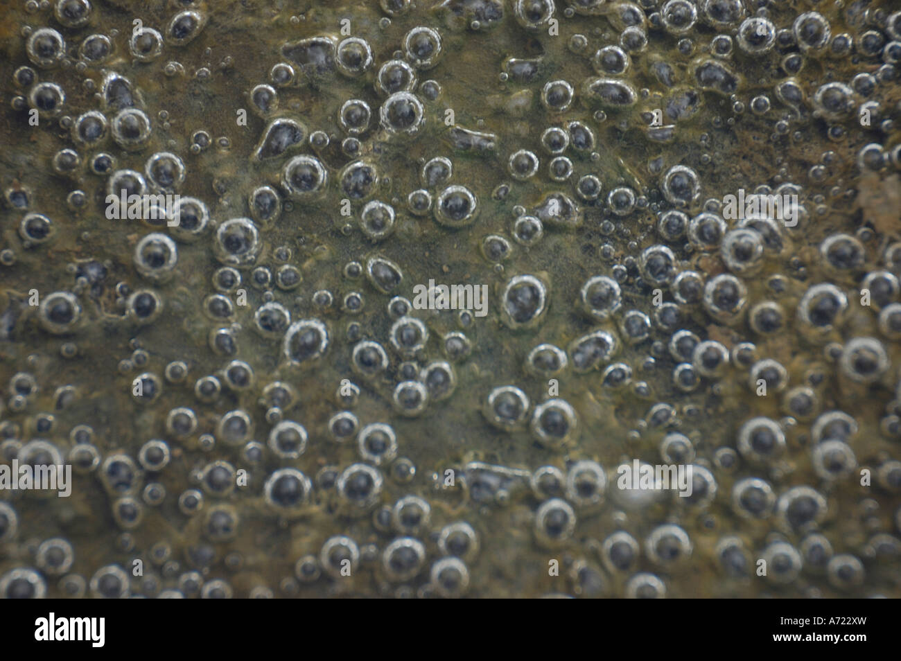 Frog eggs hi-res stock photography and images - Alamy