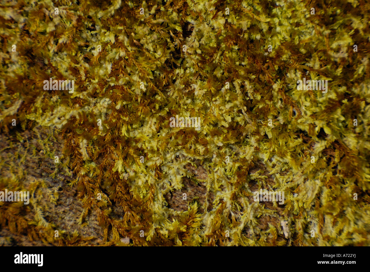Closeup of Moss Stock Photo - Alamy