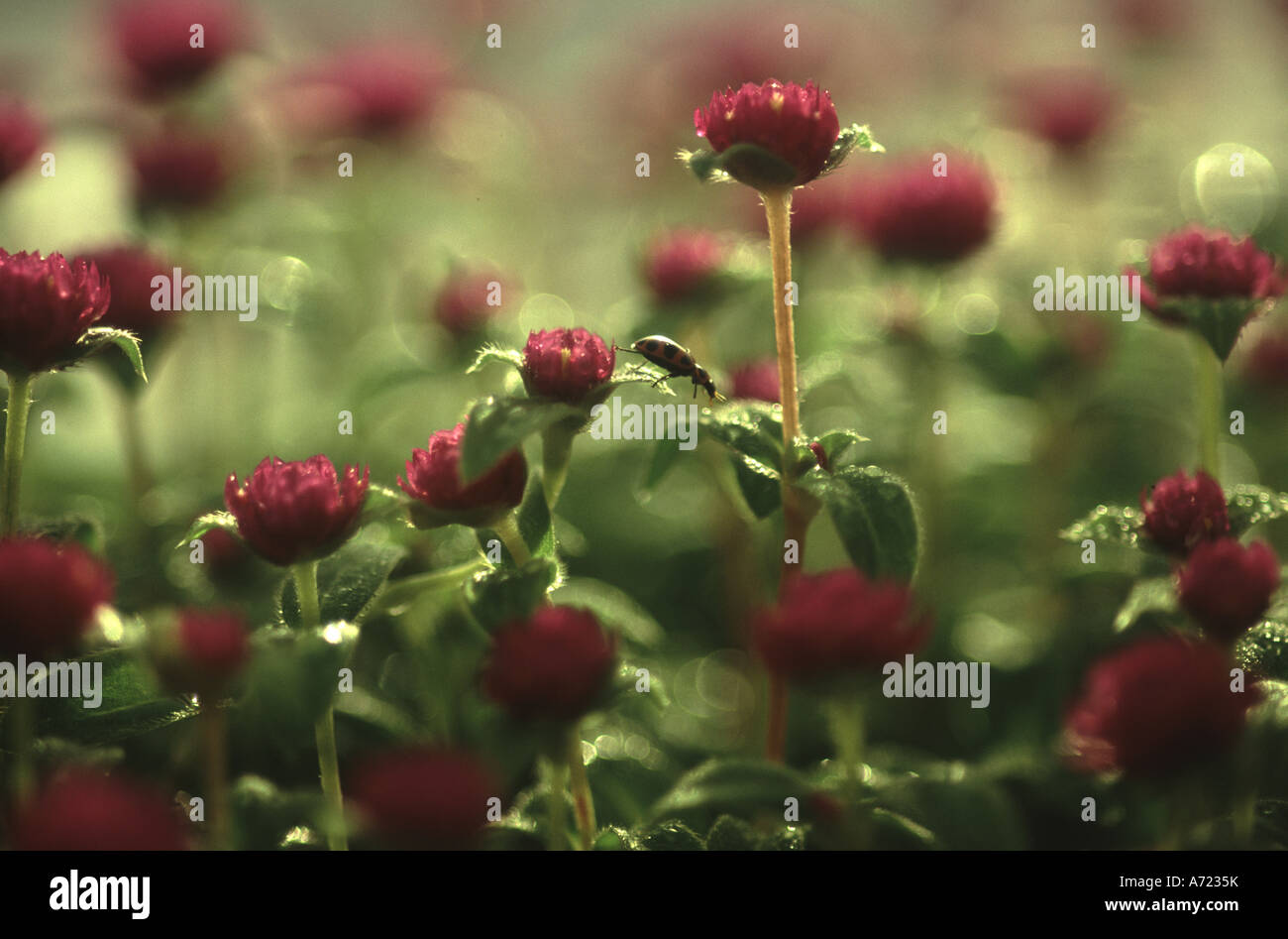 A close up of wild flowers in a field Stock Photo - Alamy