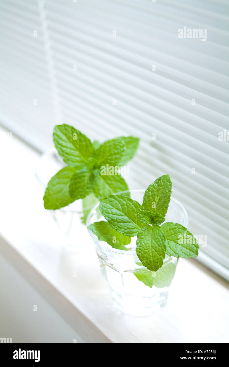 Mint leaves in glass Stock Photo - Alamy