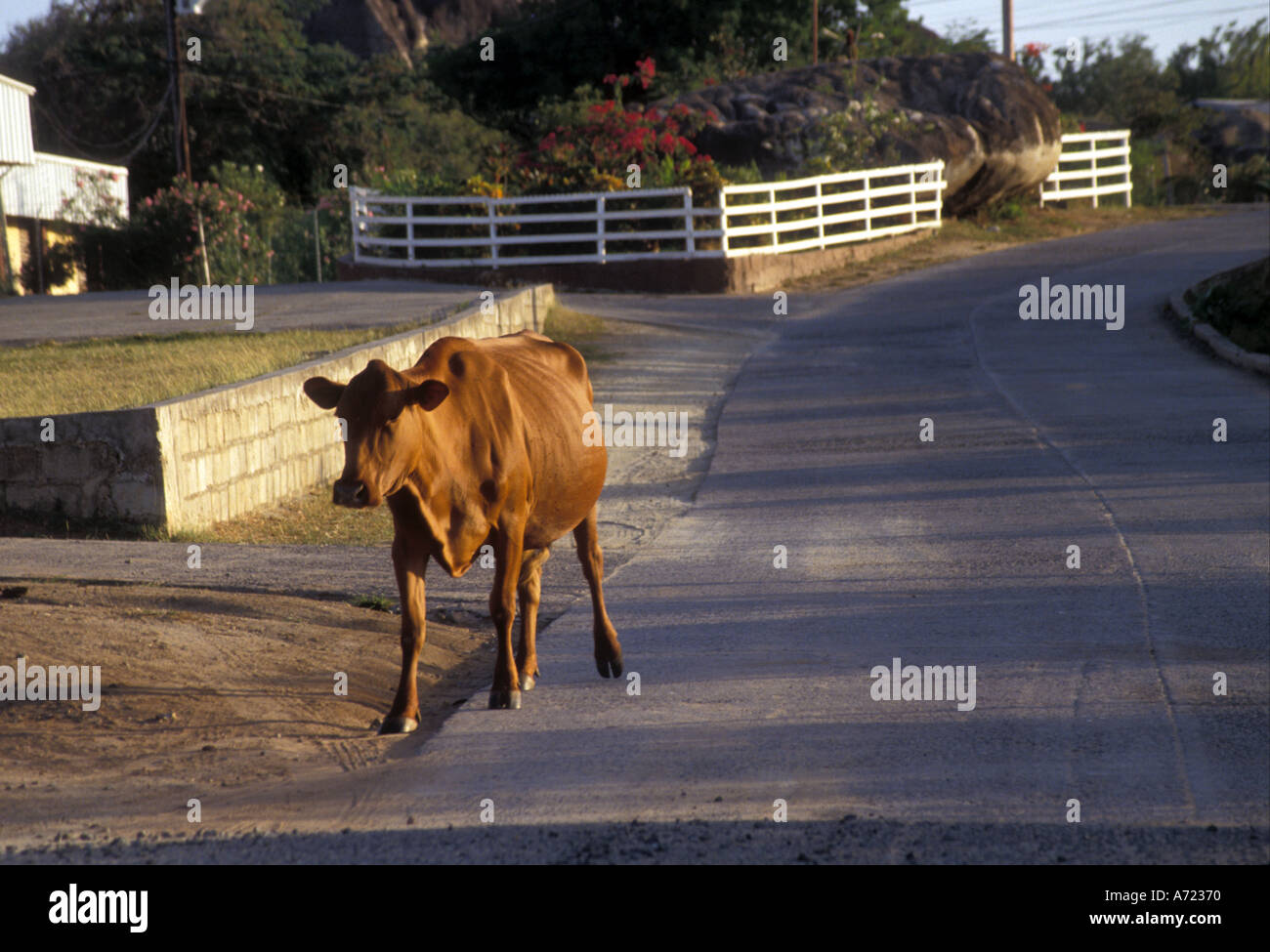 Road town british virgin islands street hi-res stock photography and ...