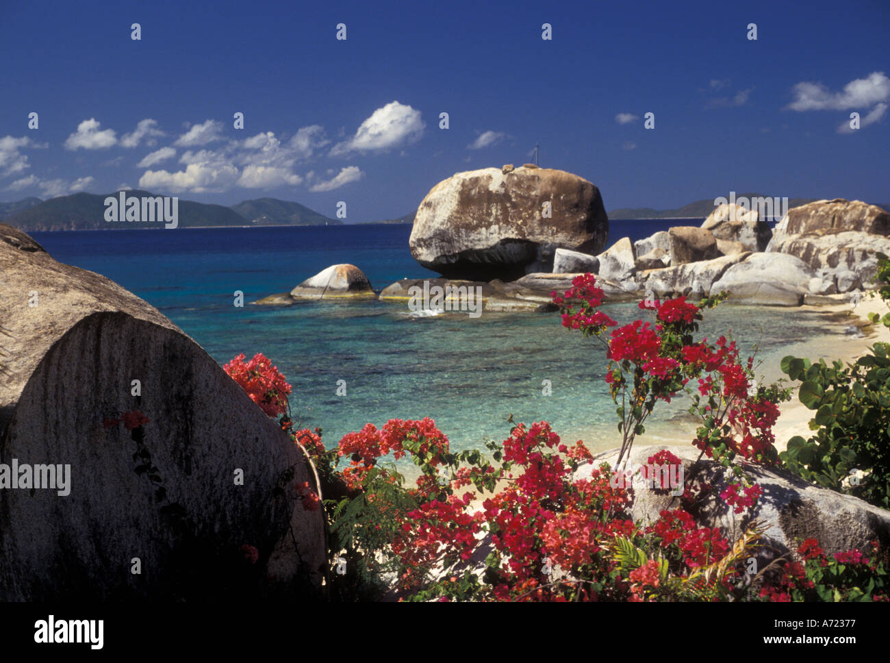 Bougainvillea Flowers Photographs High Resolution Stock Photography and ...