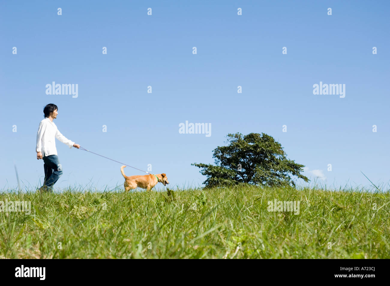 Young man walking dog Stock Photo - Alamy