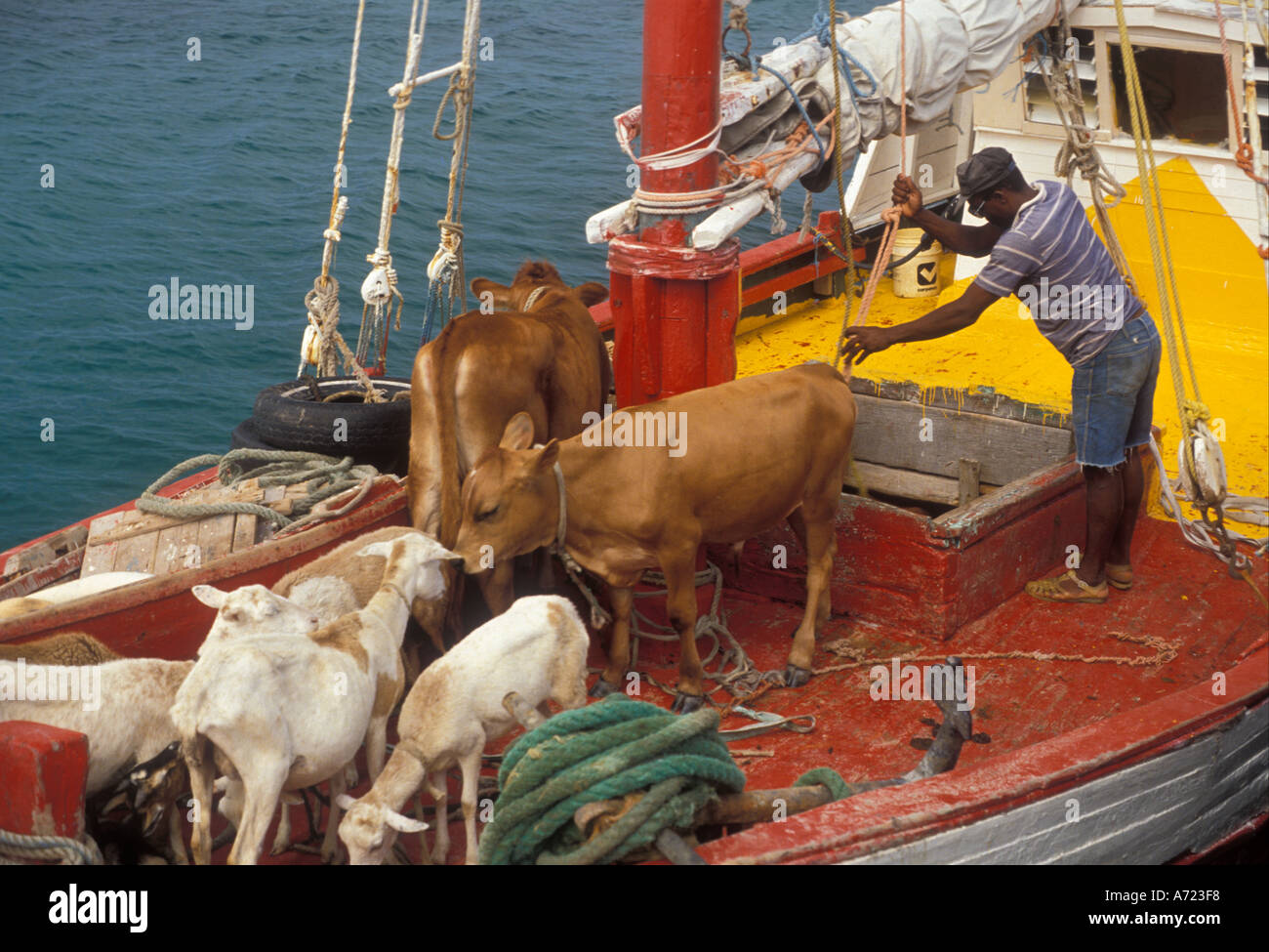 Sheep caribbean hi-res stock photography and images - Alamy