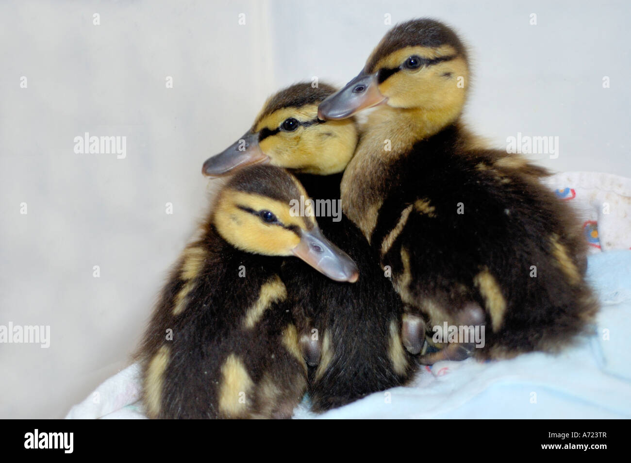 Three baby Mallard Ducks The scientific names for this species of duck ...