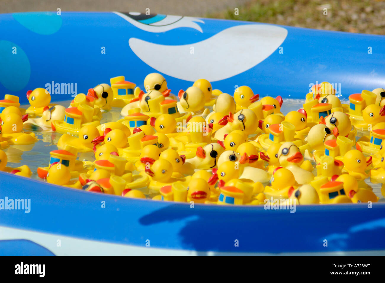 inflated pool filled with floating yellow rubber ducks Stock Photo - Alamy