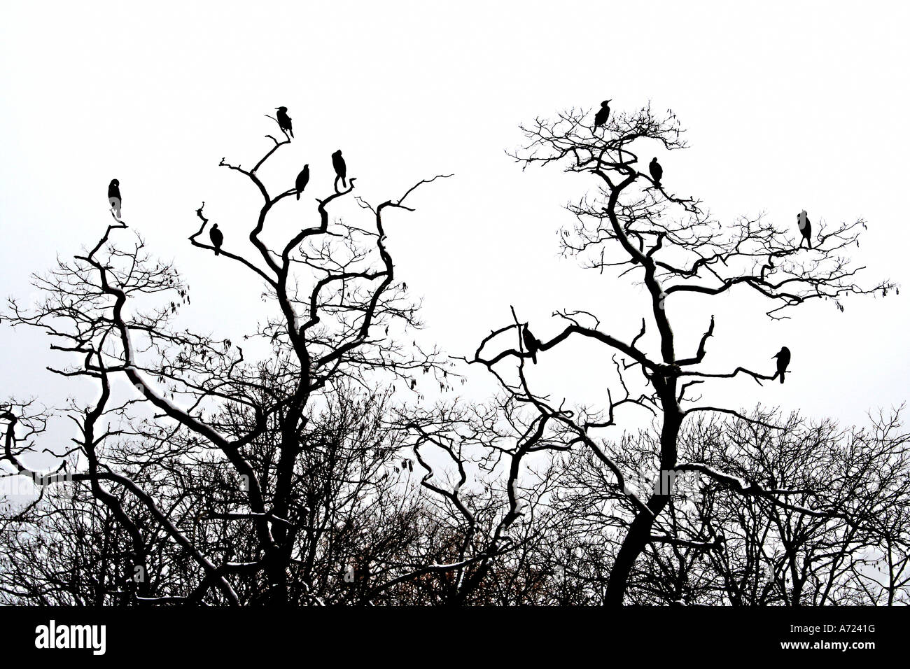 Birds vultures hi-res stock photography and images - Alamy