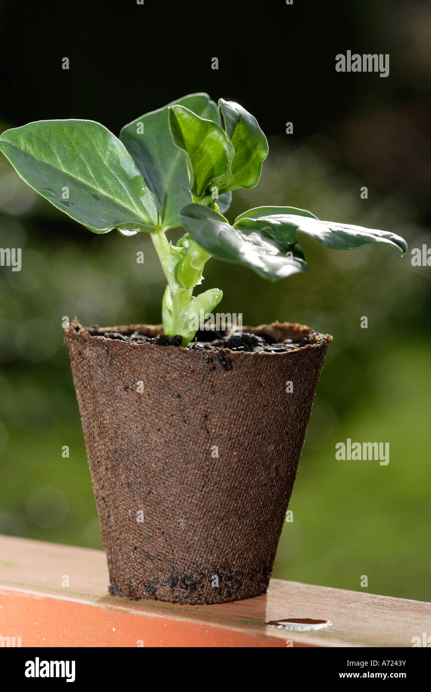 seedling growing in a pot Stock Photo - Alamy