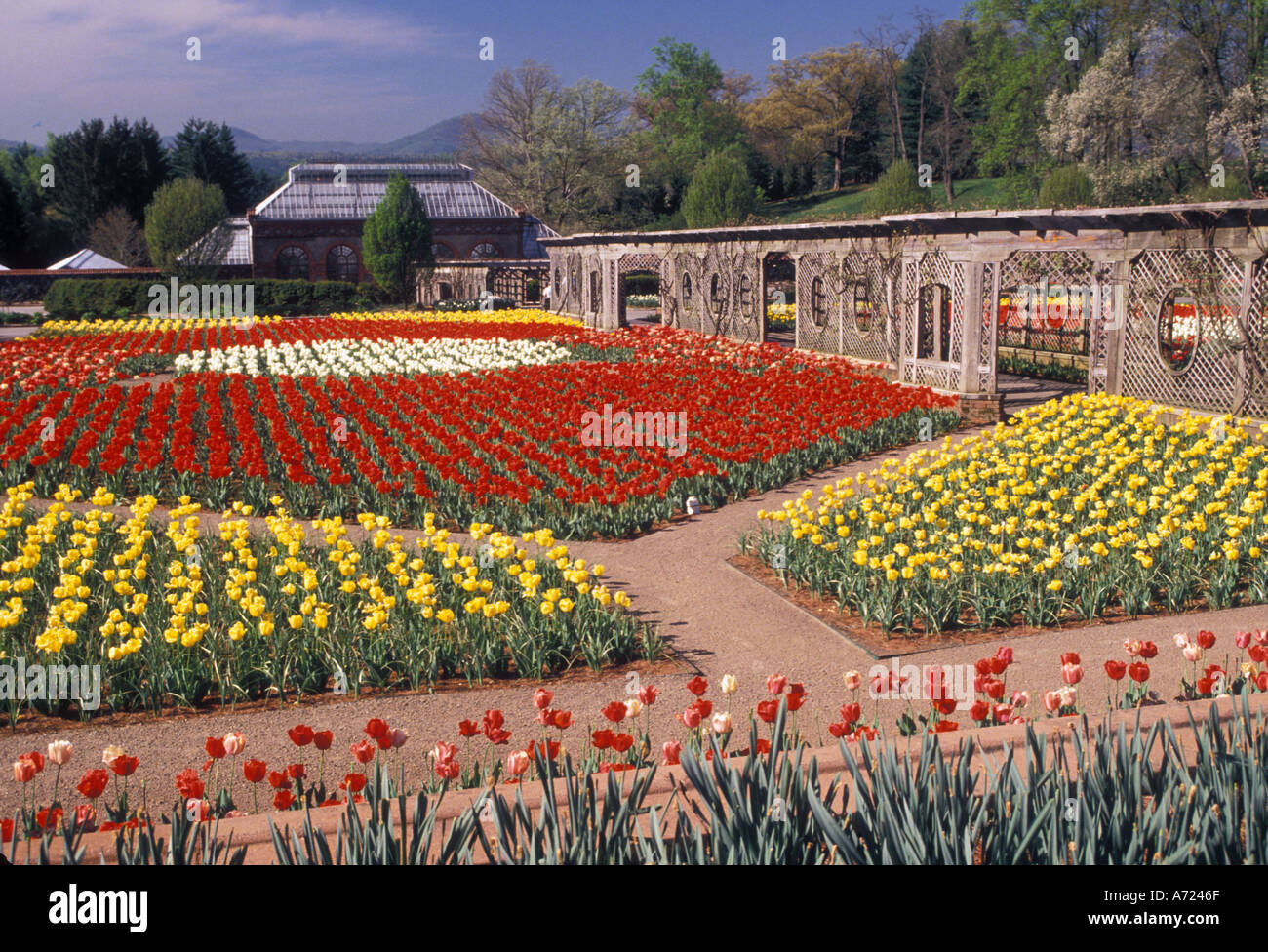 State flower of south carolina hi-res stock photography and images - Alamy