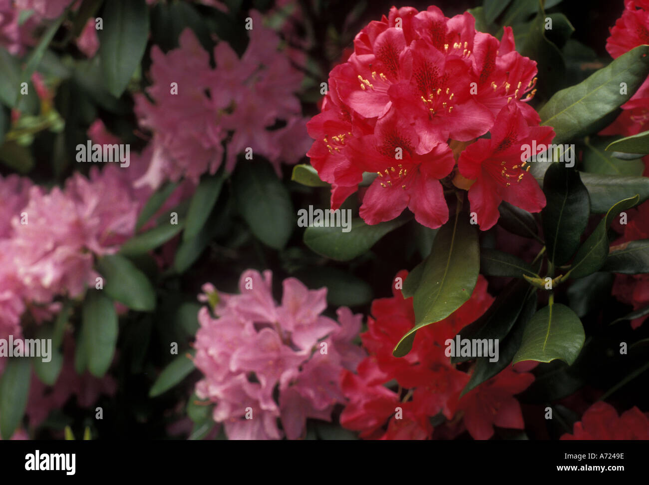 Rhododendrons blue ridge mountains hi-res stock photography and images ...