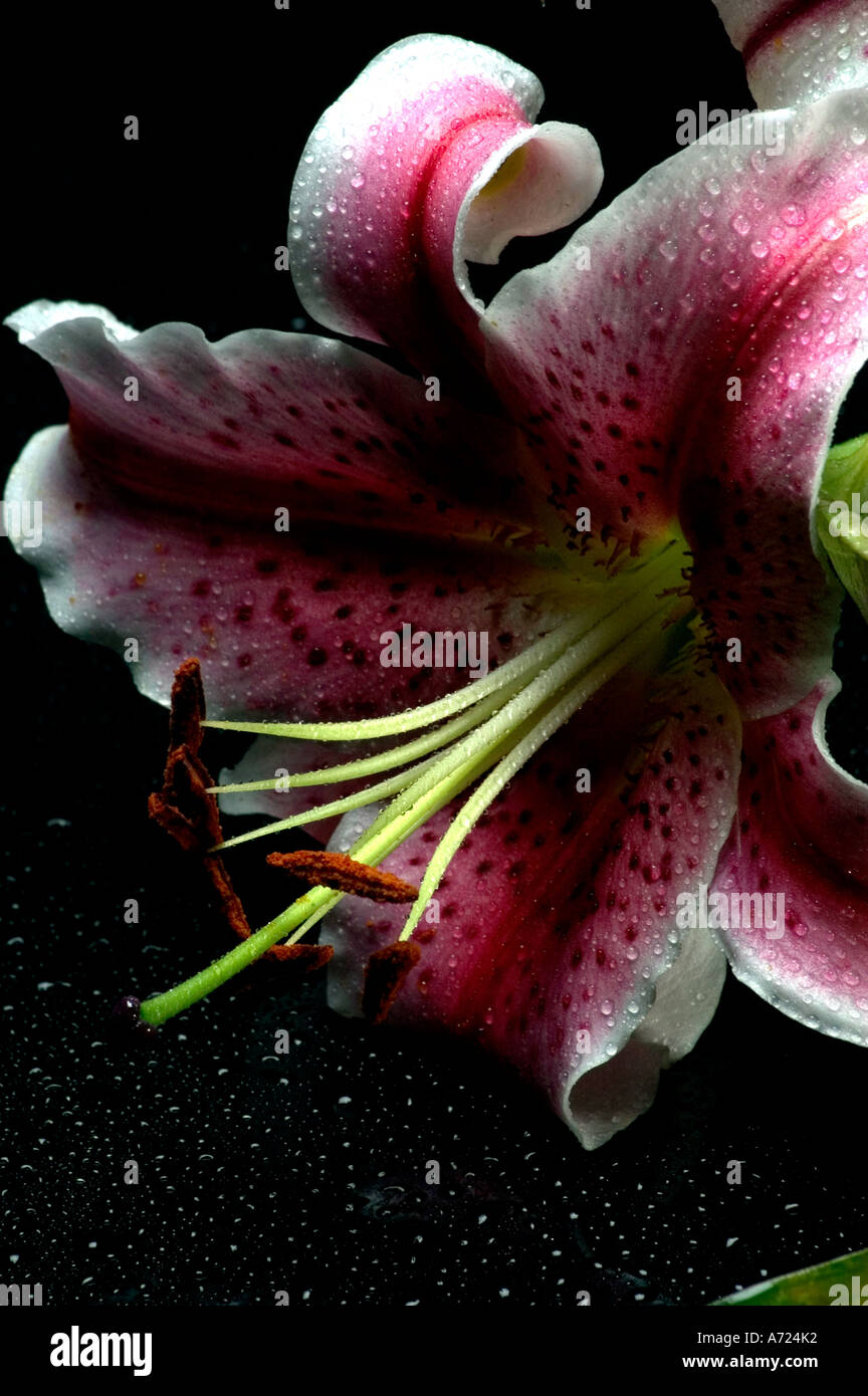 Stargazer lillies hi-res stock photography and images - Alamy