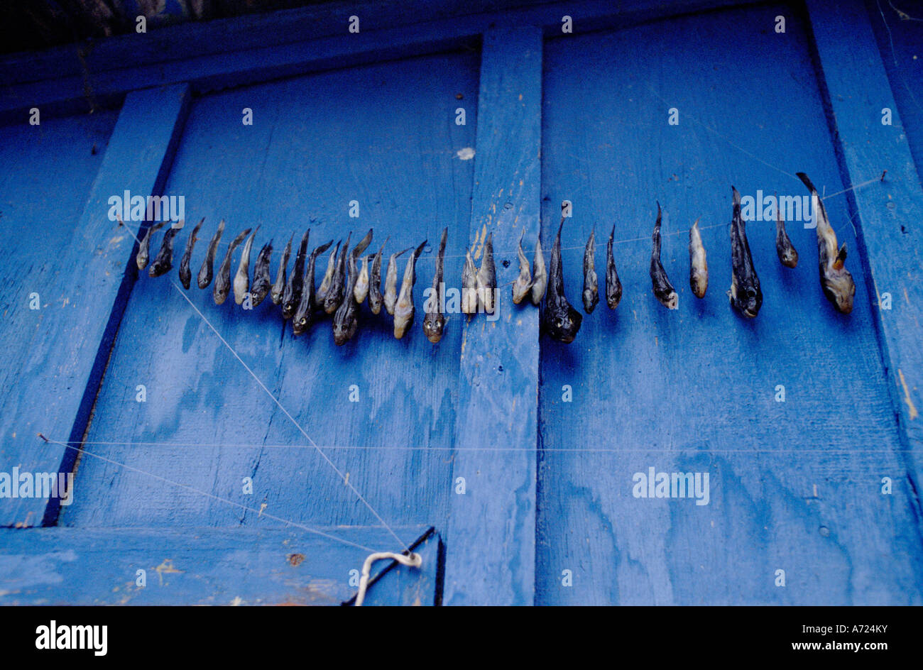 Fish wire hi-res stock photography and images - Alamy