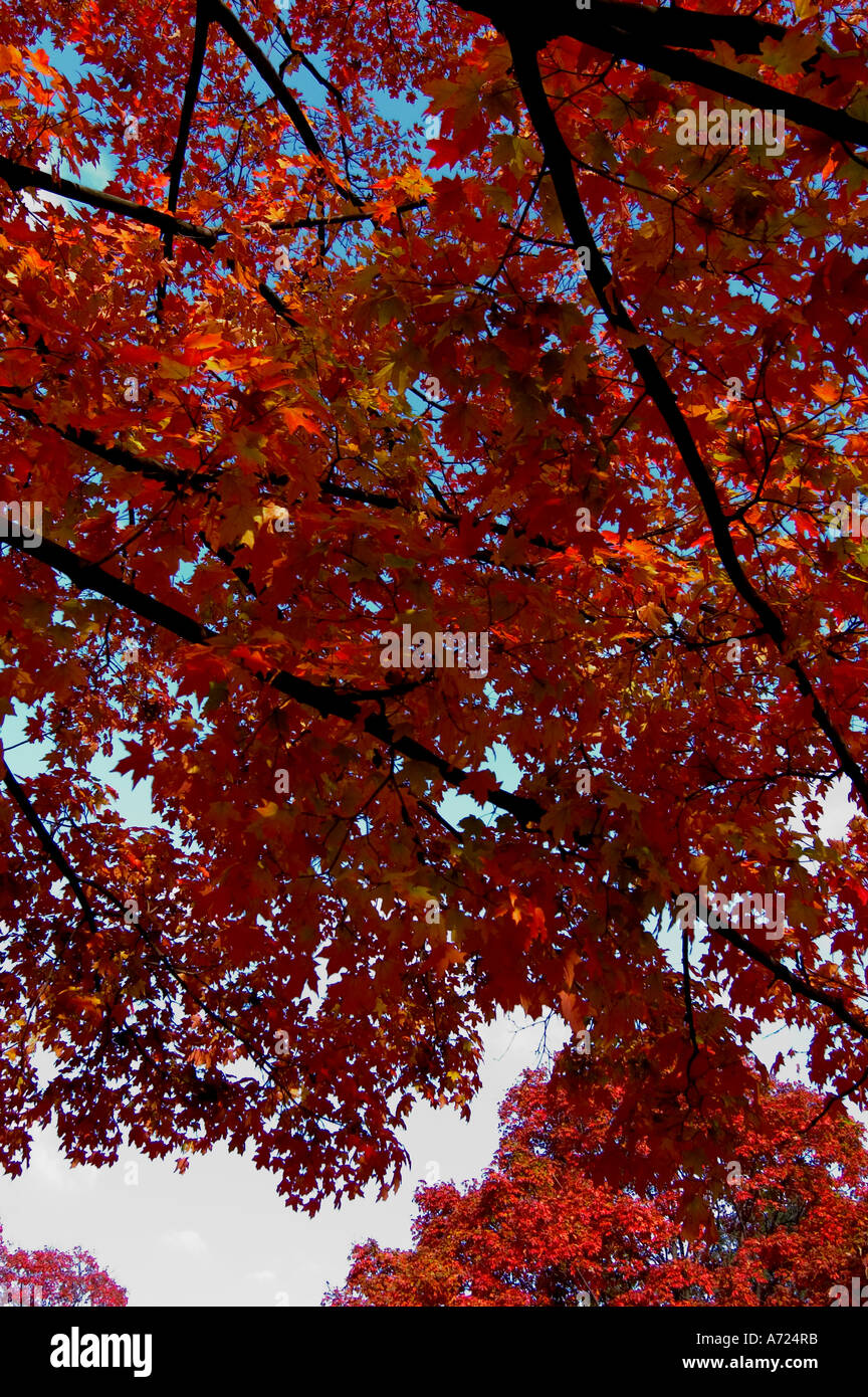 Red tree leaves and fall foliage Stock Photo - Alamy