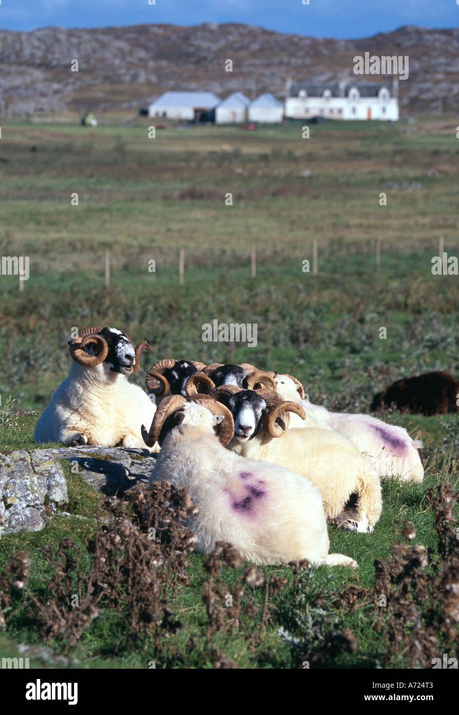 Sheep watcher hi-res stock photography and images - Alamy