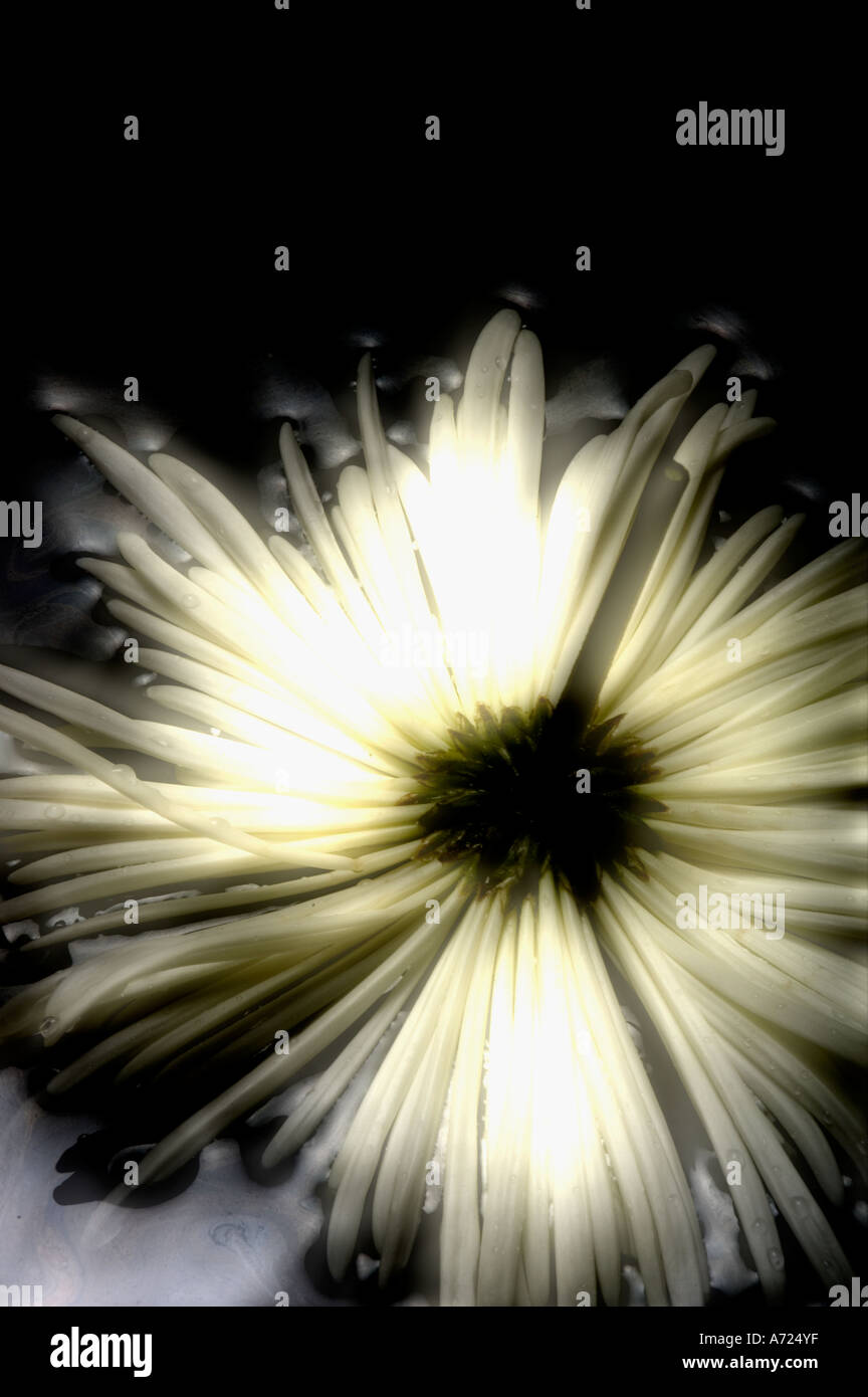 White gerber daisy floating in liquid pool Stock Photo - Alamy