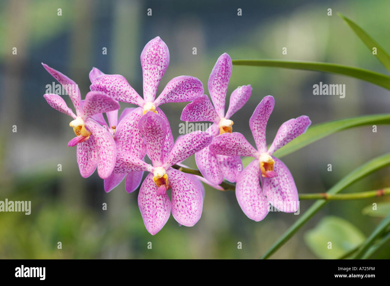 Orchid branch. Thailand Stock Photo - Alamy