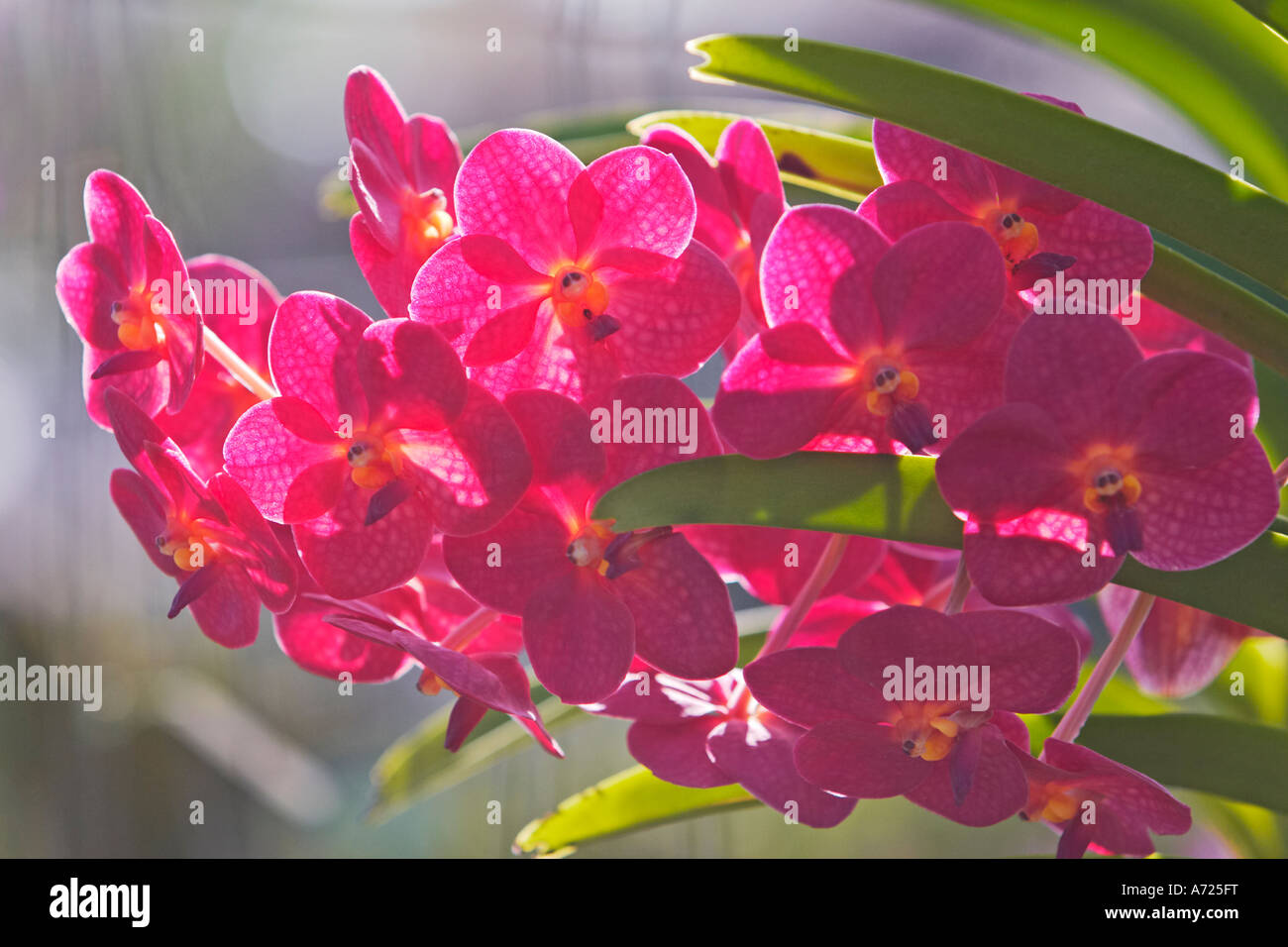 Red orchid. Thailand Stock Photo - Alamy