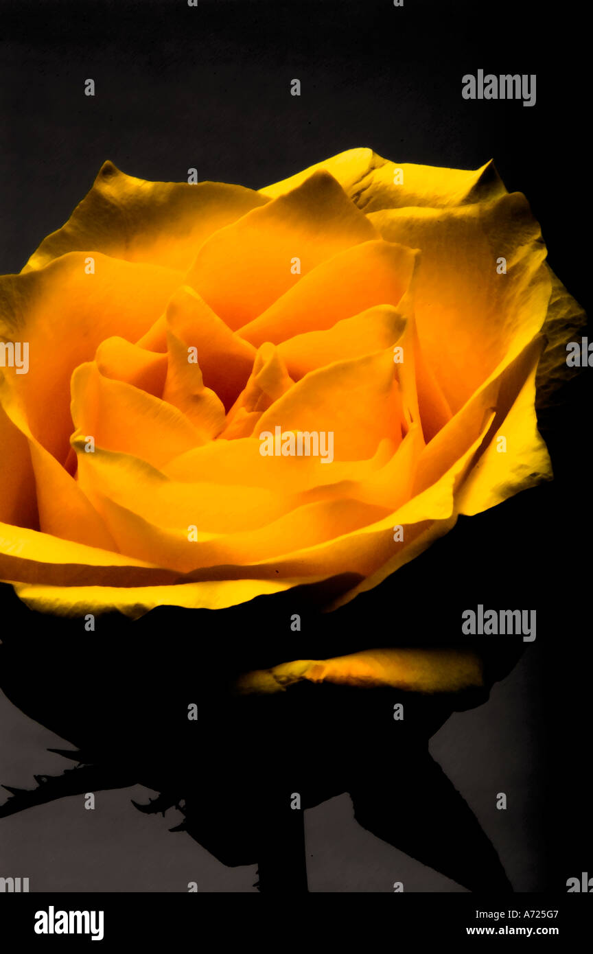 Yellow and rose color colour hi-res stock photography and images - Alamy