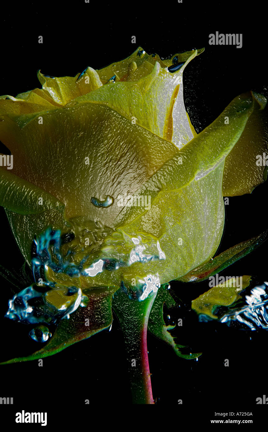 Yellow rose under water with rising bubbles Stock Photo - Alamy