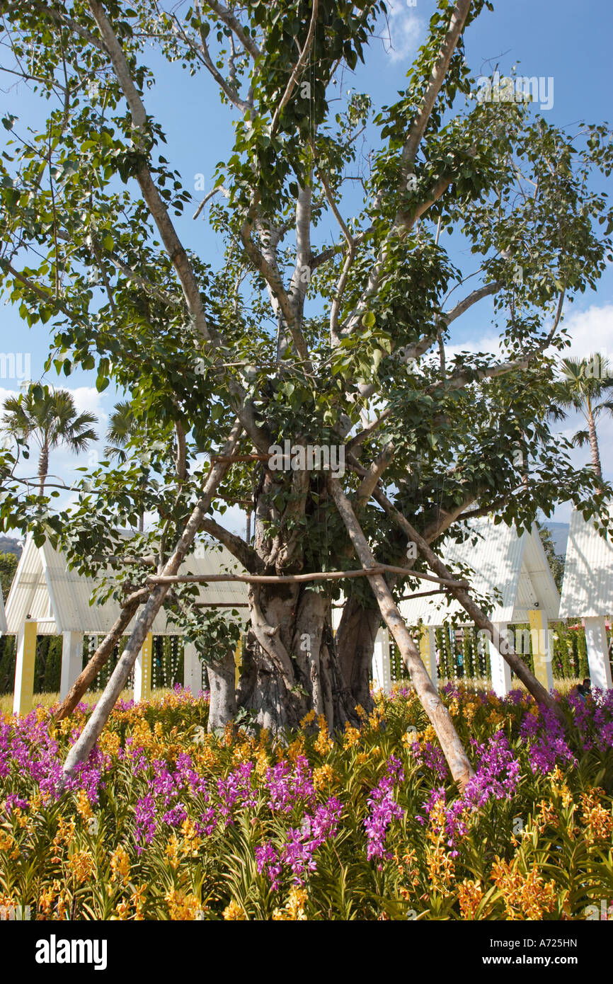 Bodhi tree flower hi-res stock photography and images - Alamy