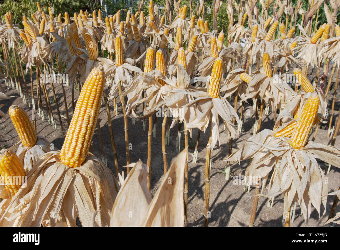 Field with ripe corn (maize). Royal Flora Ratchaphruek exhibition ...