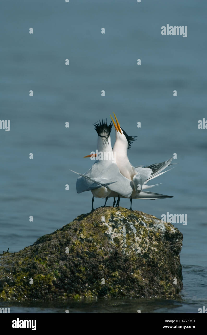 Elegant Terns (Sterna elegans) Rasa Island SEA OF CORTES, Baja ...