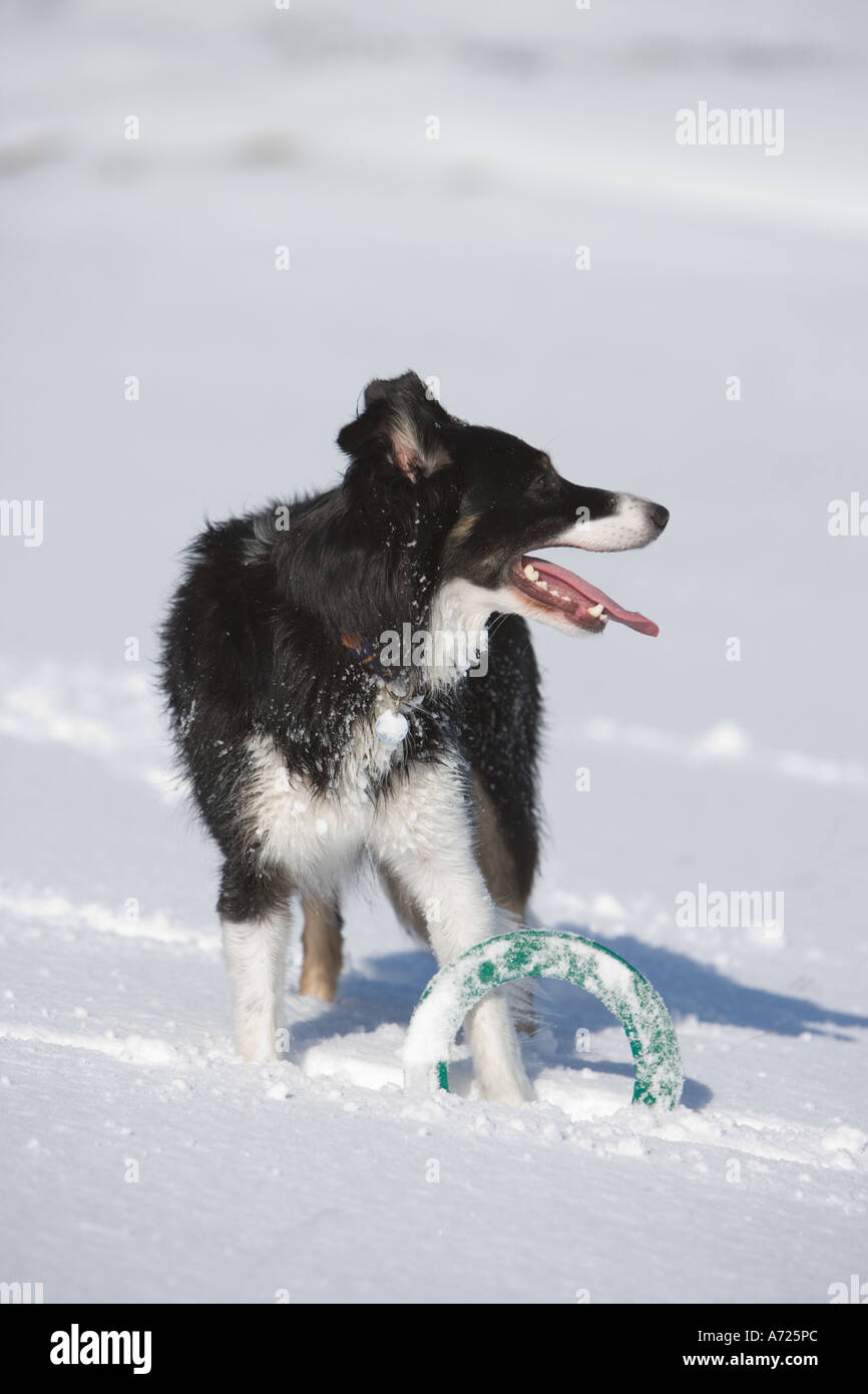 Border collie portrait in snow Brora Scotland Stock Photo - Alamy