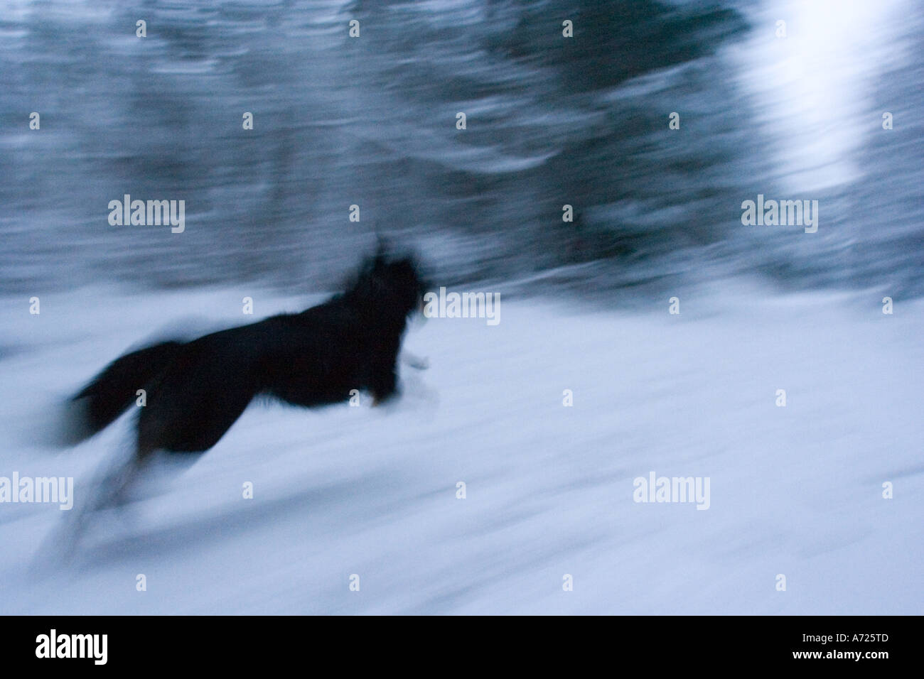 Black dog running through dark snow covered forest Inverness Scotland ...