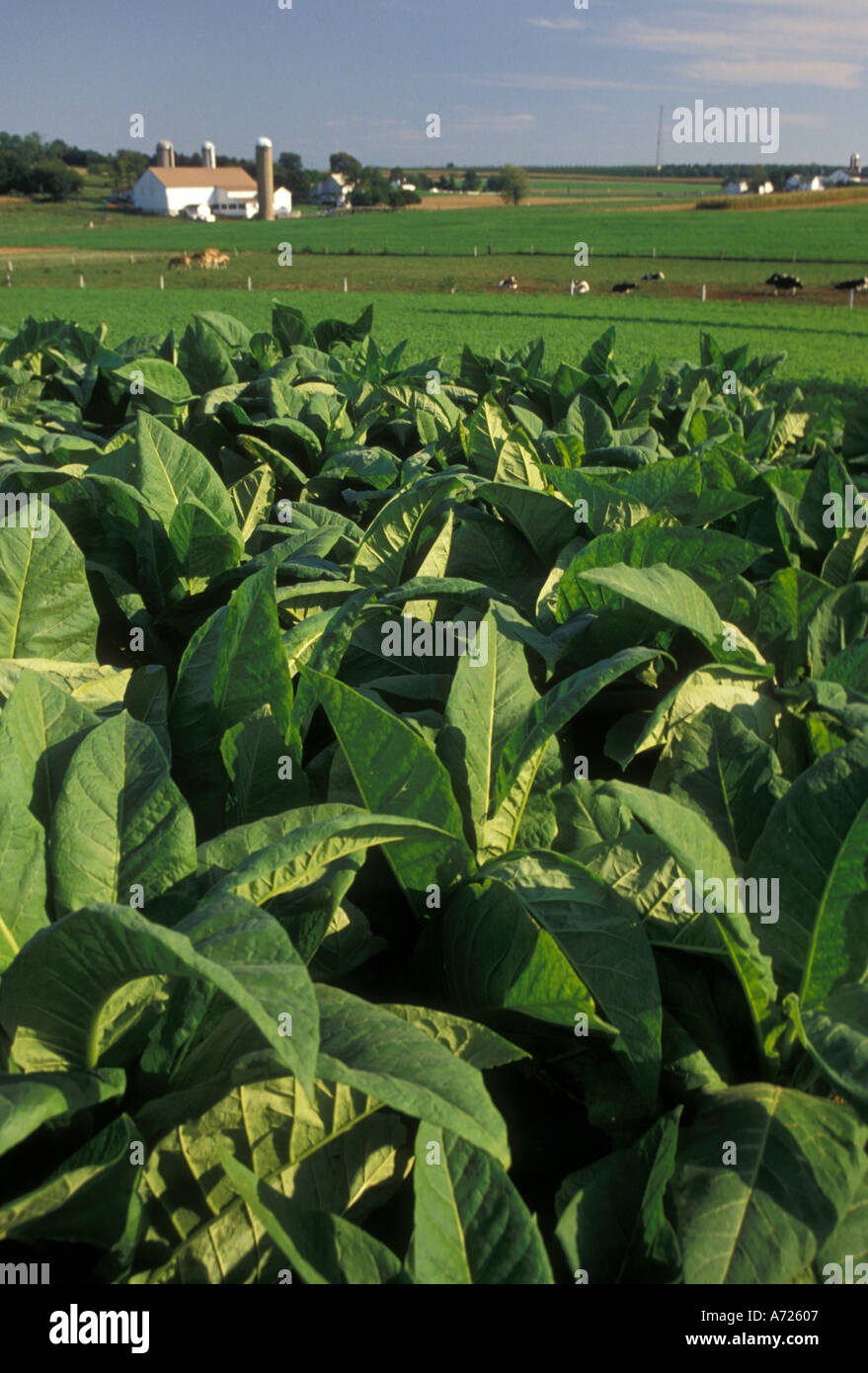 Amish countryside lancaster pennsylvania hi-res stock photography and ...