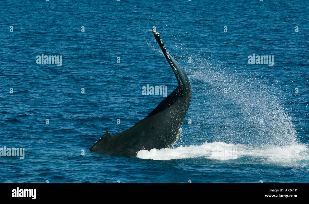 Humpback whale tail hi-res stock photography and images - Alamy