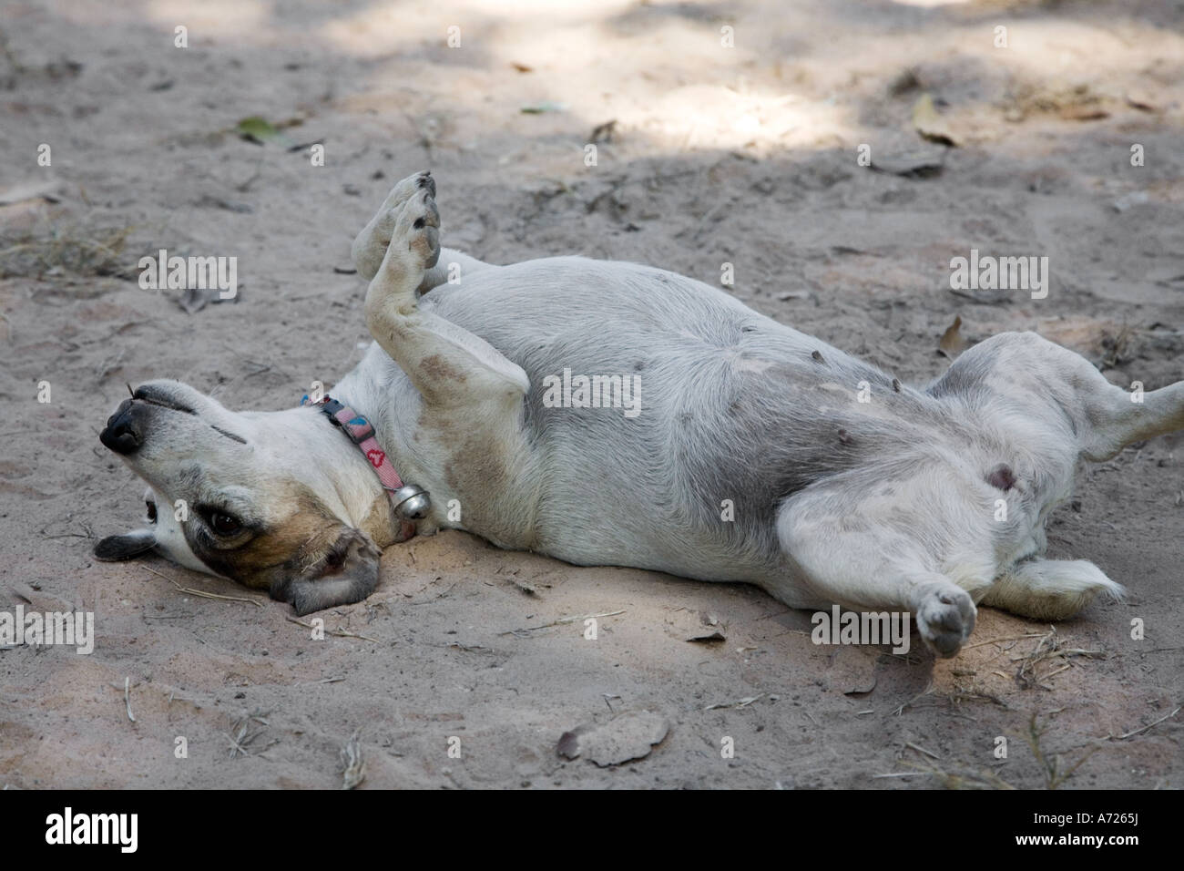 Young puppie dog lying on its back Stock Photo - Alamy