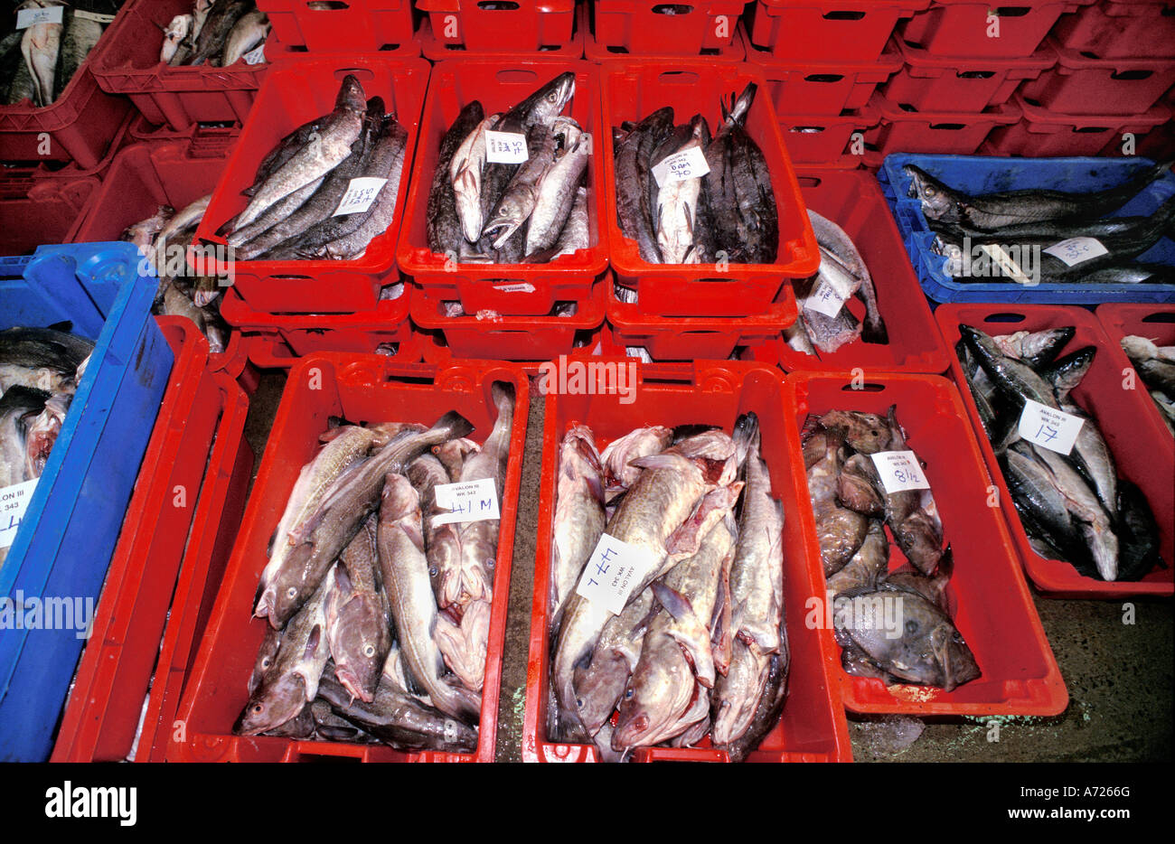 Crated fish at auction, Newlyn Port, Cornwall, UK Stock Photo - Alamy