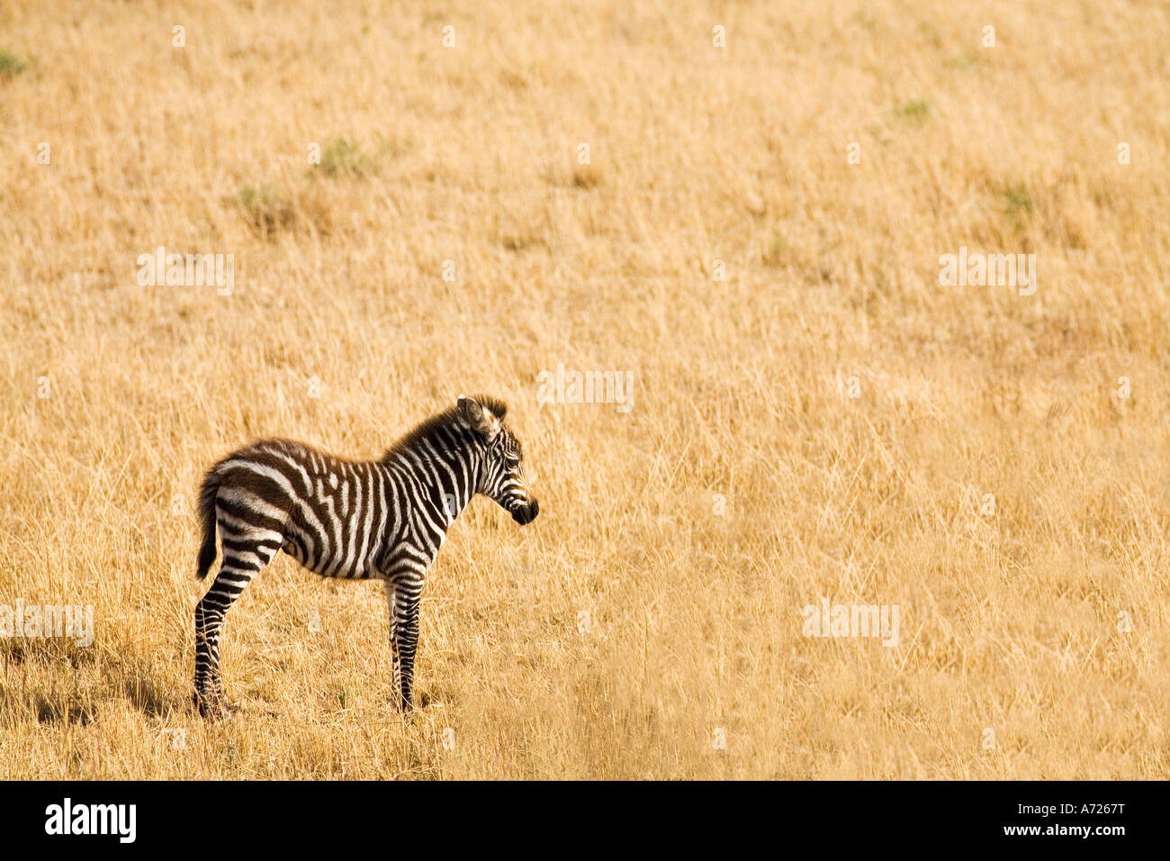 Baby zebra on savannah grassland of Masai Mara National Nature Reserve ...