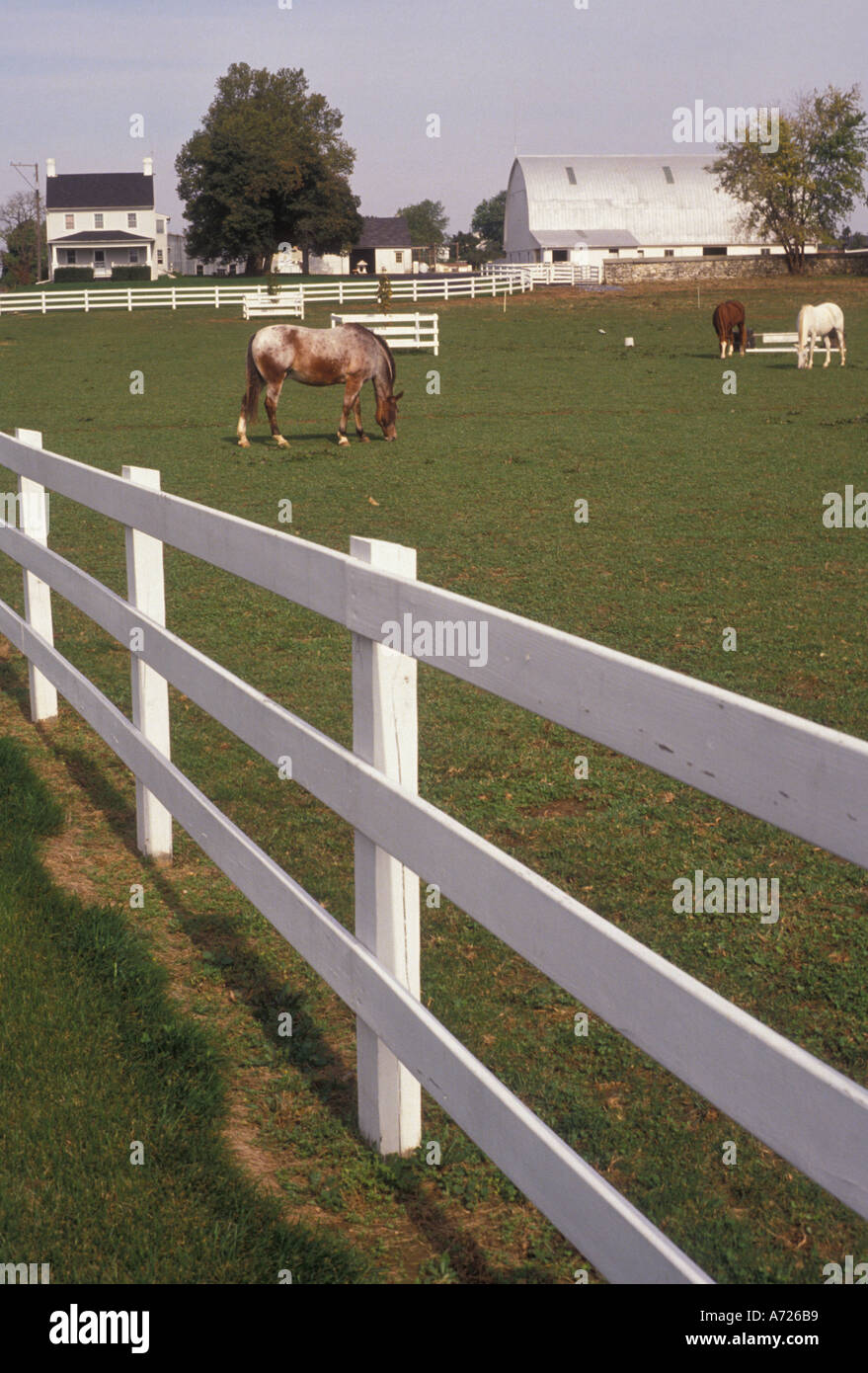 Lancaster pa horses hi-res stock photography and images - Alamy