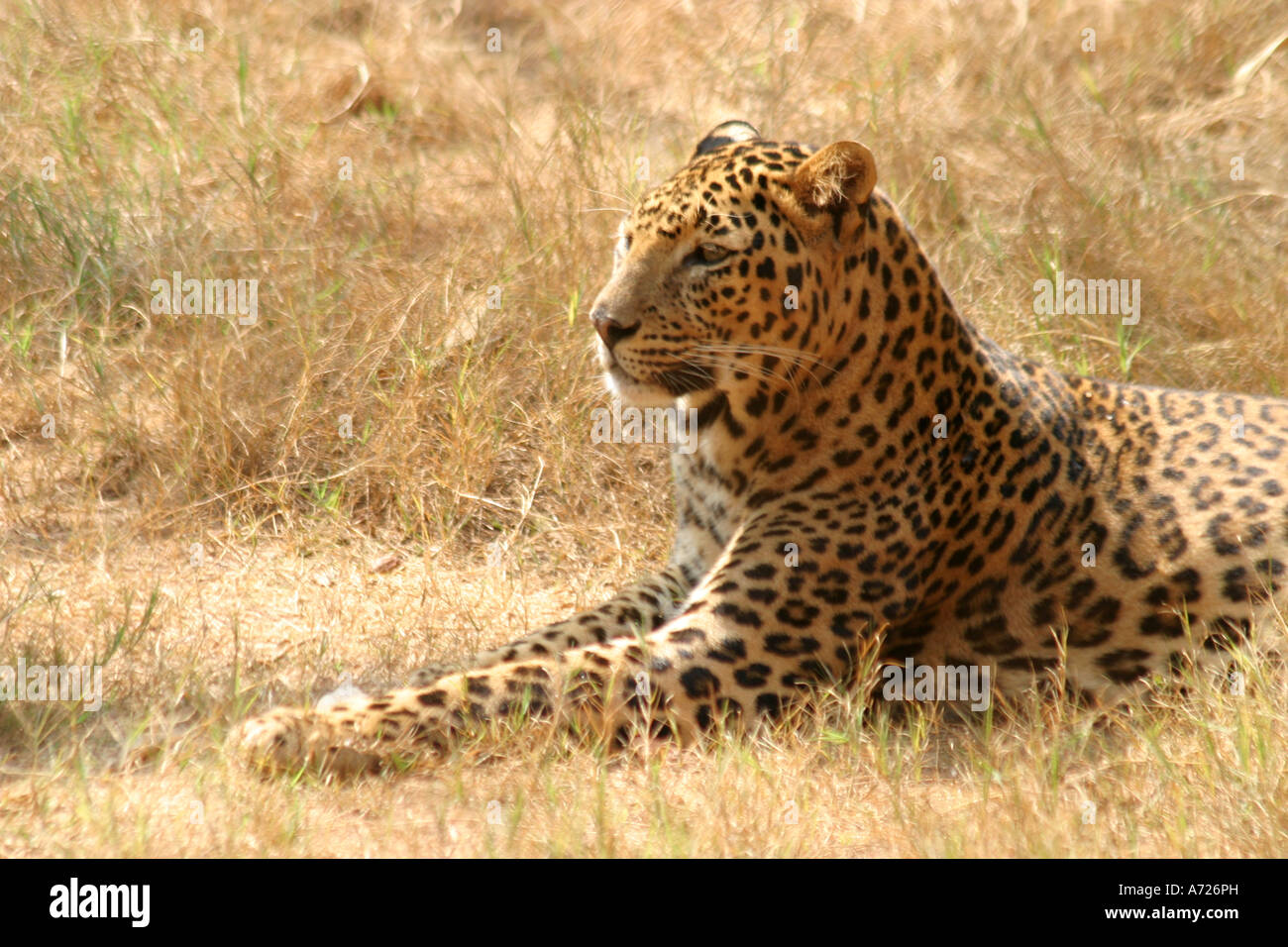 Indian leopard cat hi-res stock photography and images - Alamy