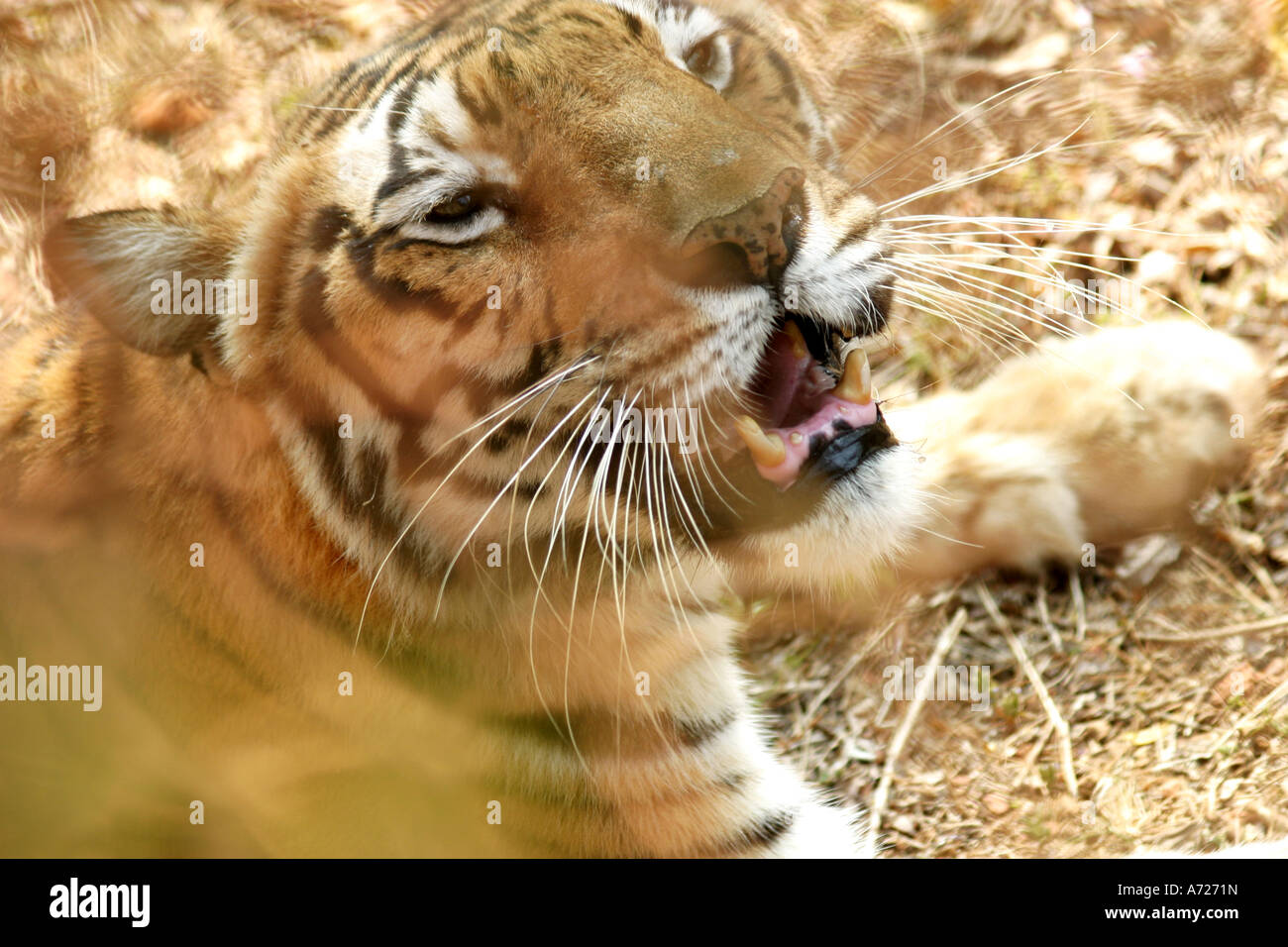 Bengal tiger in the Nandankan zoo Bhubaneswar Orissa India Stock Photo ...