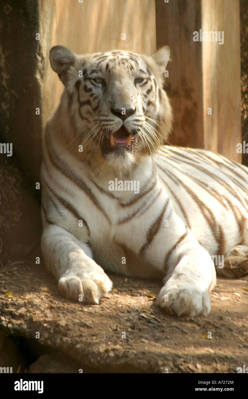 Rare white tiger in the Nandankan zoo Bhubaneswar Orissa India Stock ...