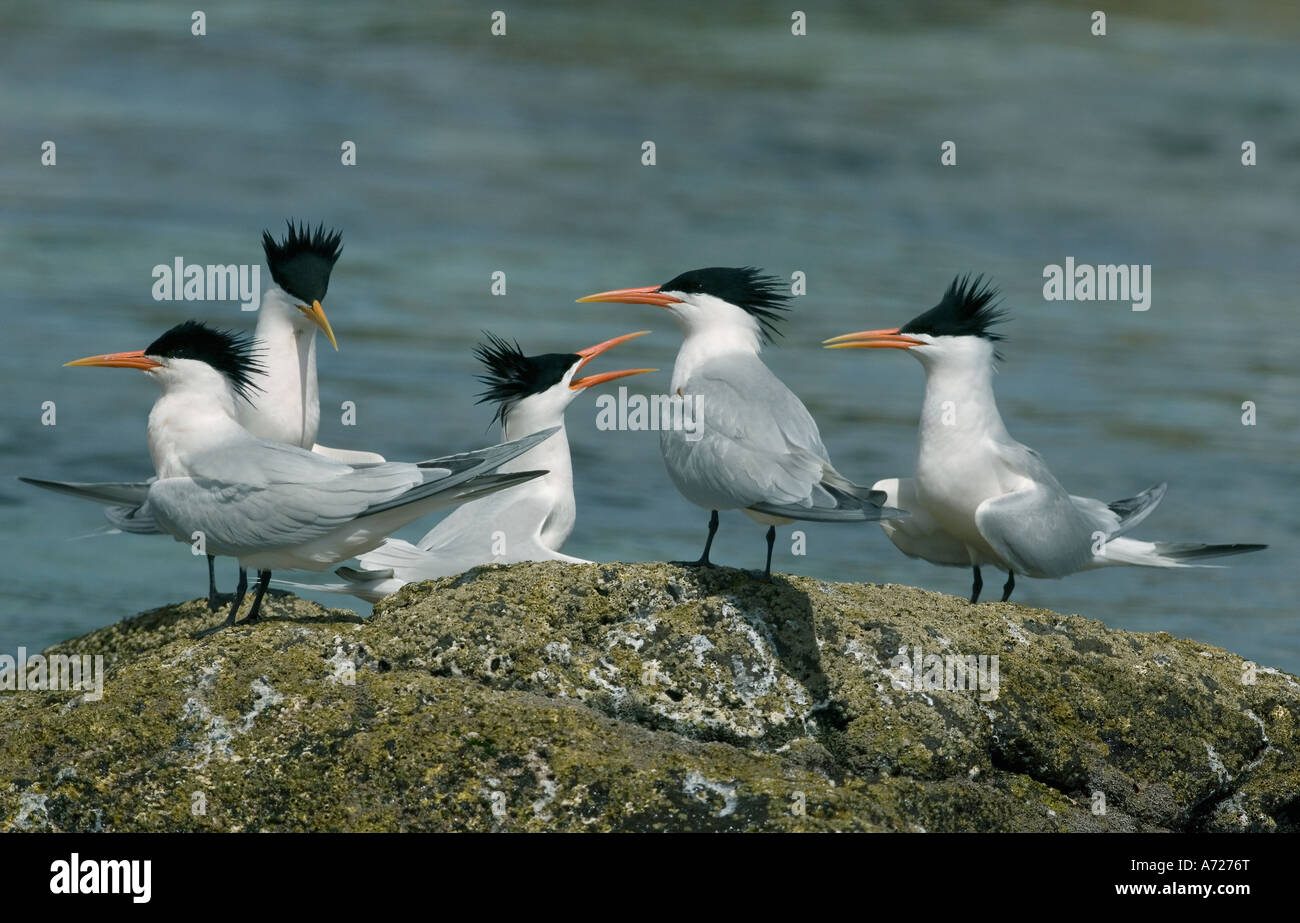 Elegant Terns (Sterna elegans) COURTSHIP Rasa Island SEA OF CORTEZ ...