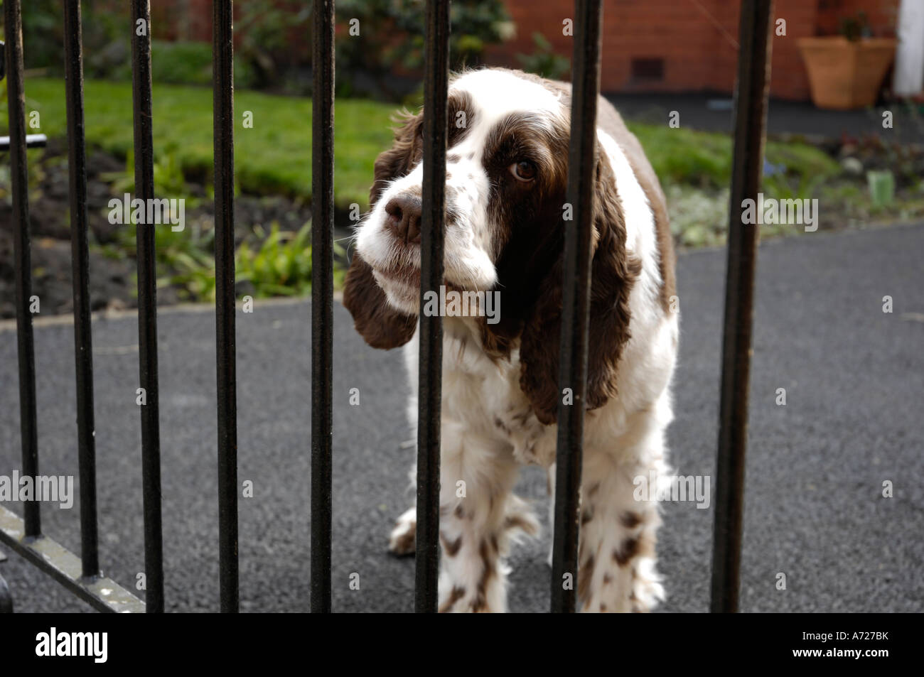 Springer Behind Gate Stock Photo - Alamy