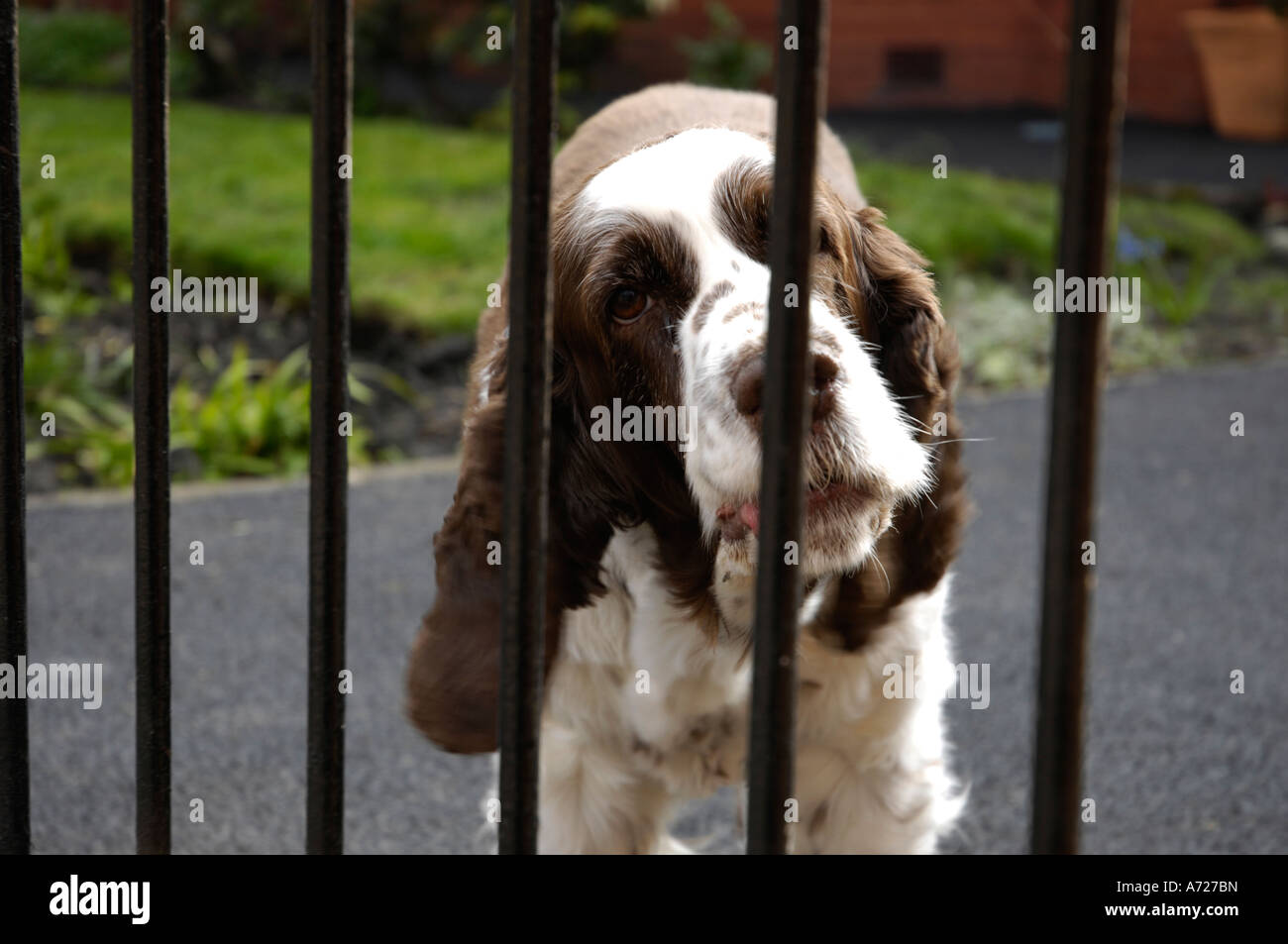 Springer Behind Gate Stock Photo - Alamy