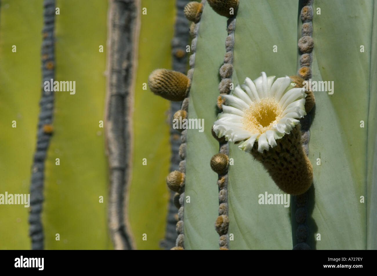 Cardon Cactus flower (Pachycereus pringlei) Baja California, Sea of ...